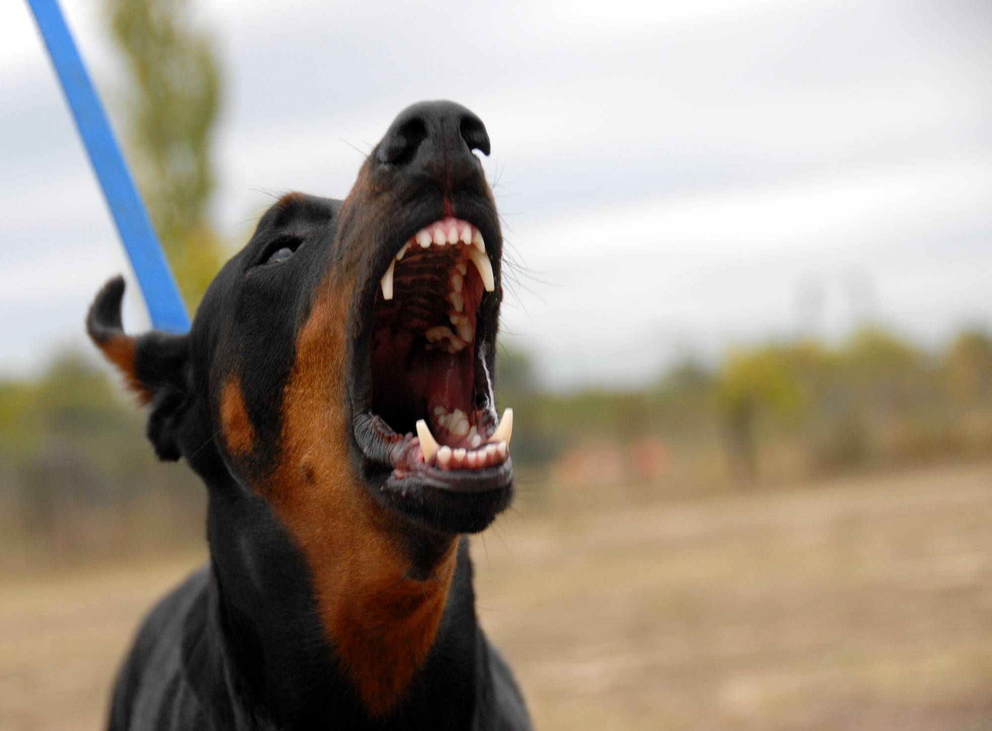 El Registro de Perros Peligrosos de Houston y la seguridad pública